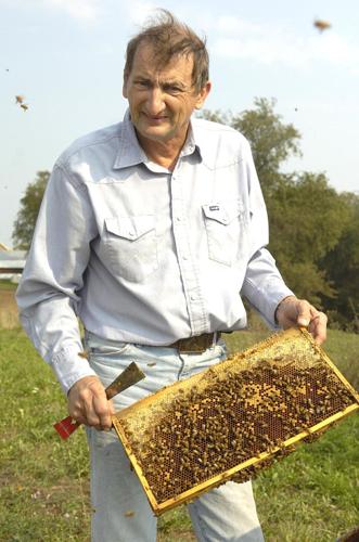 Insecticide to blame? | News | dailyitem.com