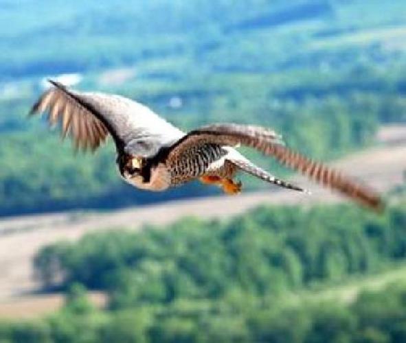 Successful resurgence of bald eagles, falcon in Pa. | Sports ...