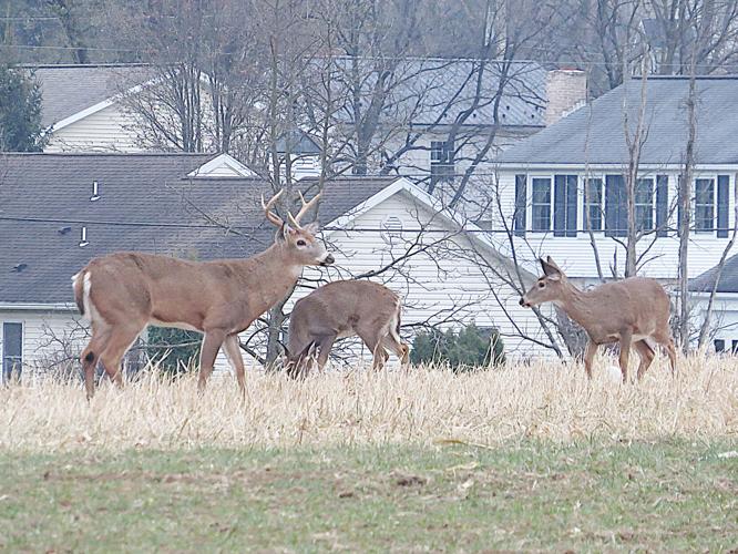 Deer harvest increases statewide | News | dailyitem.com