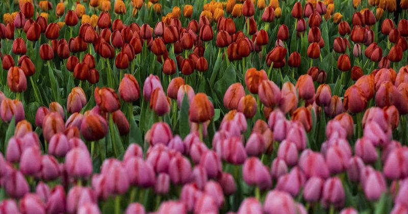 Photo Gallery: 2020 Philadelphia Flower Show setup | News | dailyitem.com