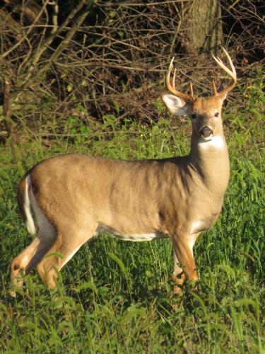 Time draws near for archer deer season | Sports | dailyitem.com