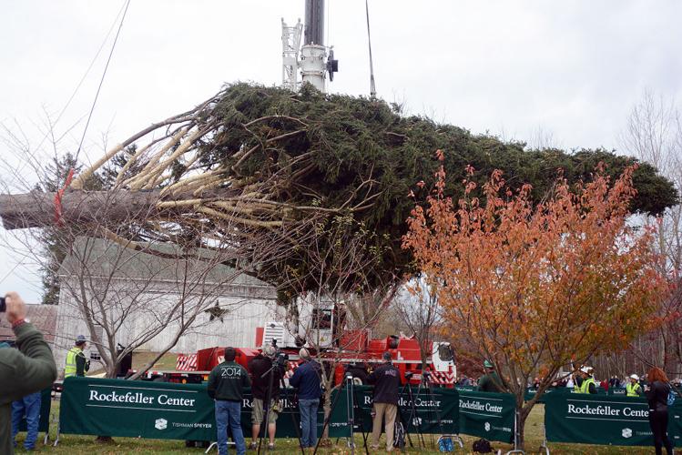 2.5 million people will enjoy Buckhorn spruce tree at Rockefeller ...
