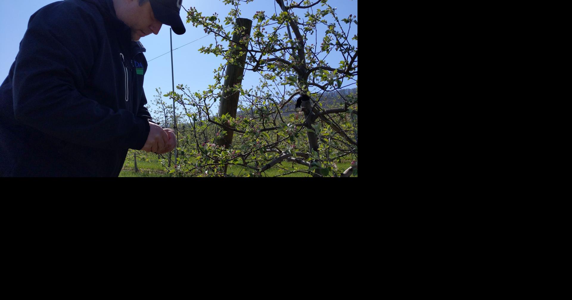 Frost threat sparks countermeasures to protect fruit crops at Dries ...