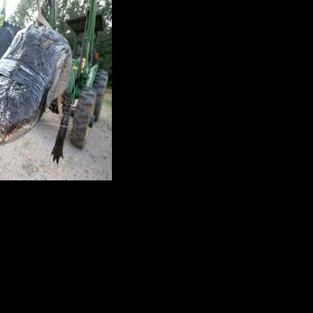 Hunters snag 1K-pound alligator, an Alabama record | News | dailyitem.com