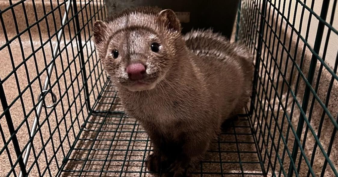 Suspects in mink release case to appear in court Wednesday | News ...