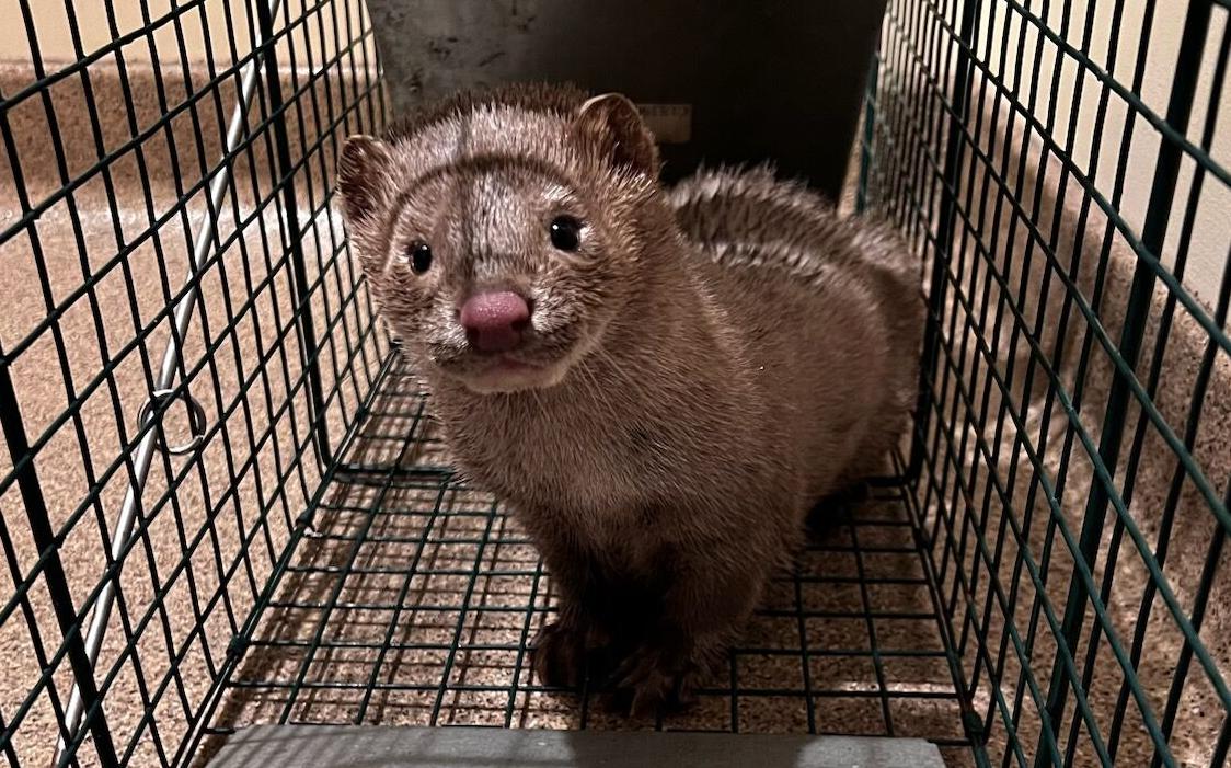 Suspects in mink release case to appear in court Wednesday | News ...