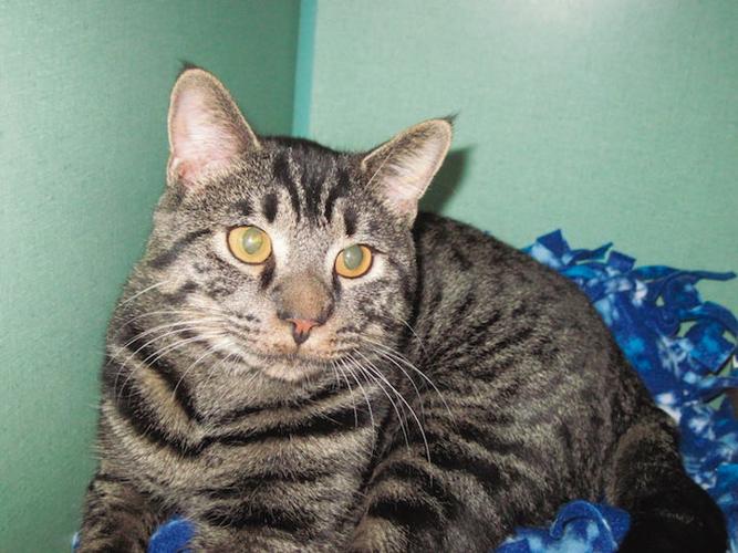 Danville SPCA has dogs, cats available for loving homes | Local News ...