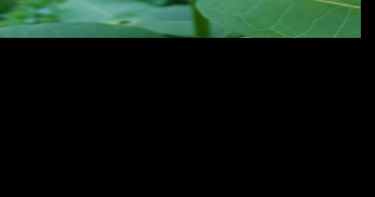 Gardening for the birds, bugs, butterflies and the bees | Inside ...