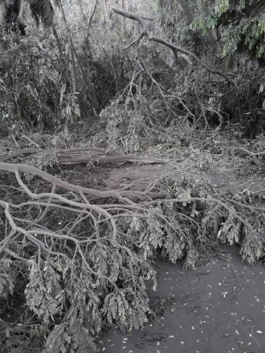 Ash Fall Destruction on North Ambae | News | dailypost.vu