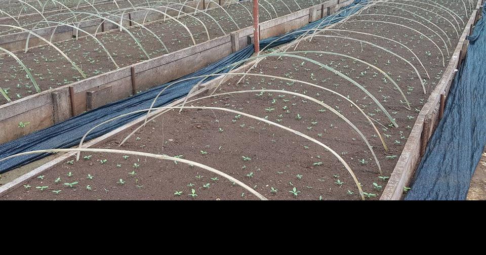 Ambitious plans for Noni production | News | dailypost.vu