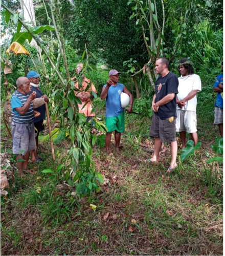 Vanilla Production an Investment Option for Young Farmers on Aneityum ...