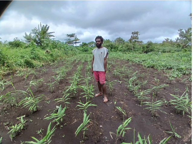 Tanna Farmers Venture into Commercial Farming of Ginger | News ...