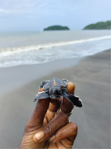 New Vanuatu Sea Turtle Review Proposes Key Conservation Recommendations ...