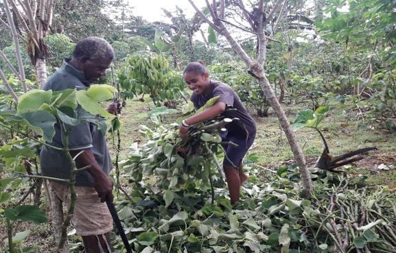 SANMA farmers access noble kava variety cuttings through Kava ...
