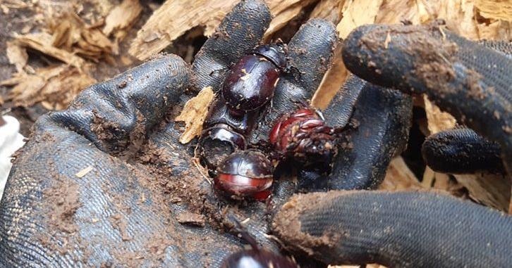 VT1M Fine for Ships Violating CRB Order | News | dailypost.vu