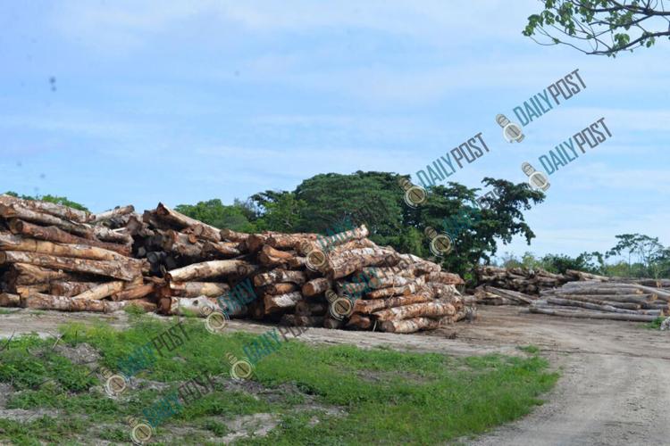 Vanuatu Forest Industry Ltd not a Chinese Company: Embassy | News ...