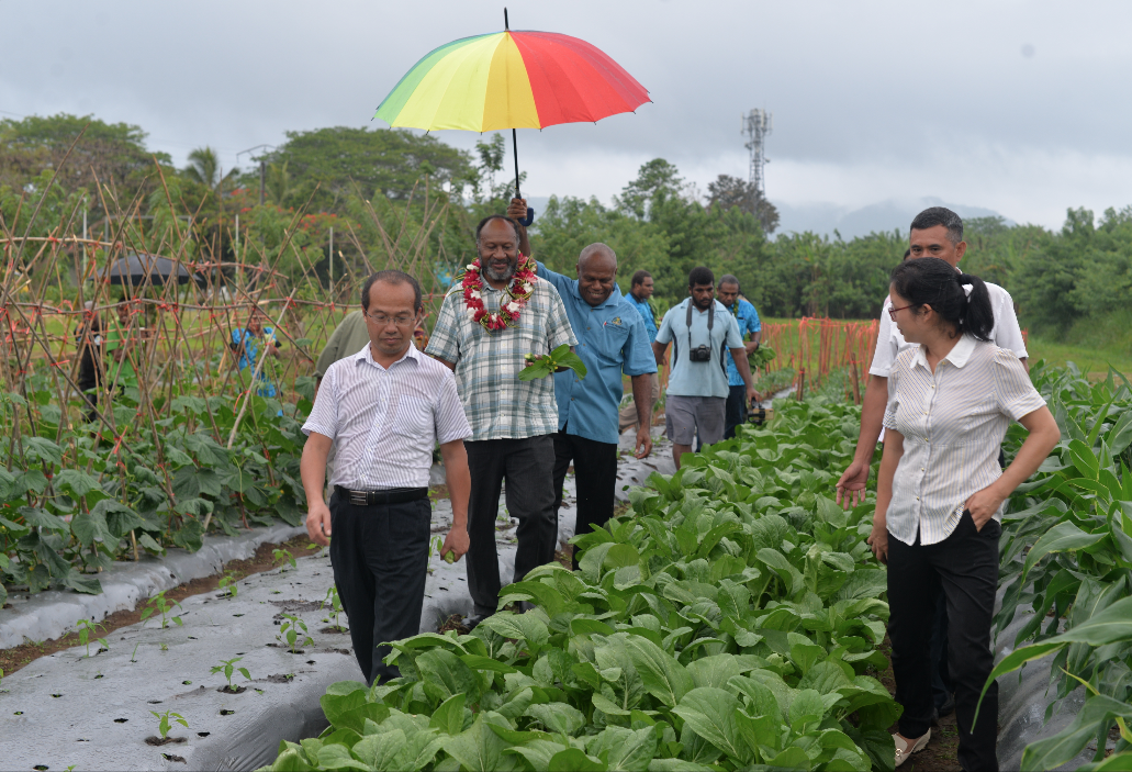 Vegetable Cultivation Technology Training Showcases Field Work | News ...