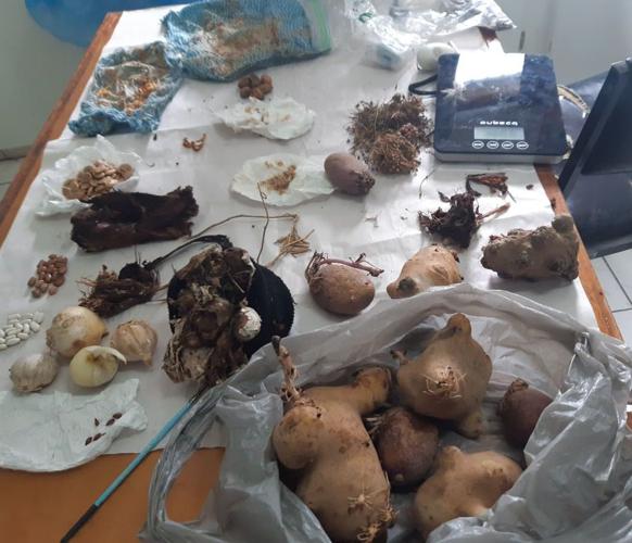 Illegal Plants Smuggled from Australia | News | dailypost.vu