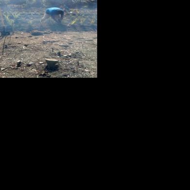 Recovering, Maintaining Food Security and Improving Livelihood on Ambae ...