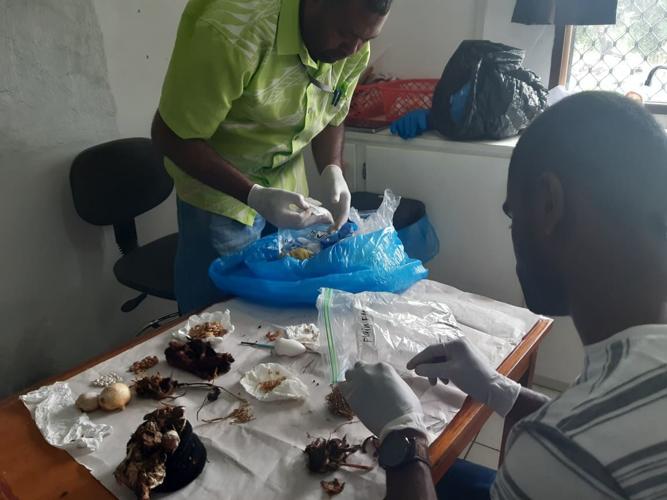 Illegal Plants Smuggled from Australia | News | dailypost.vu