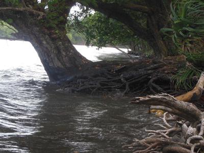 First coastal Rehabilitation Project in South Santo | News | dailypost.vu