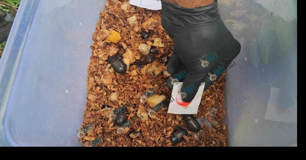 Virus releases in rhinoceros heavily infested areas | | dailypost.vu