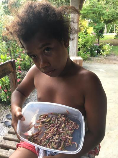 Last palolo worm for 2022 | News | dailypost.vu