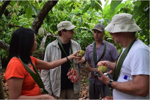 Vanuatu cocoa offers “new flavour” for craft chocolate industry | News ...