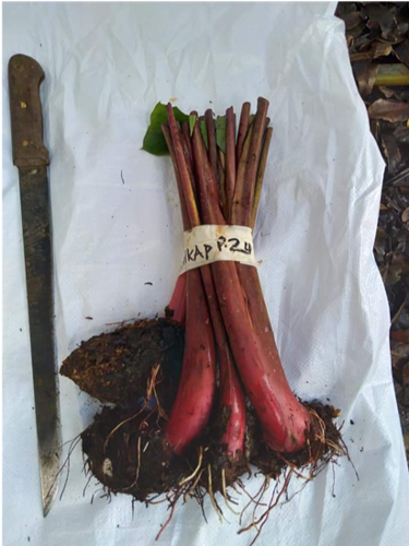 Preserving Genetic Diversity of Root and Tuber Crops in Vanuatu | News ...