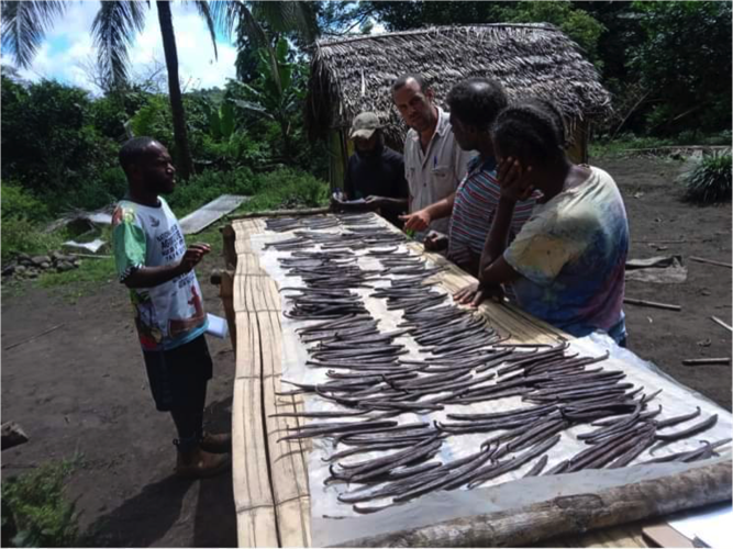 Farmers to Improve Curing Process of Vanilla to Produce Top Quality ...