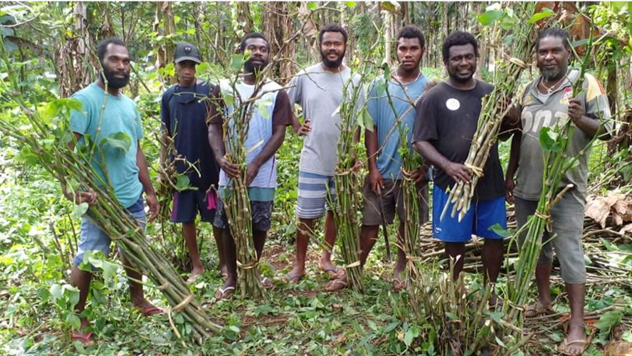 Free Kava Planting Materials for East Santo Farmers | News | dailypost.vu