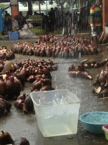 Scientists to improve edible aroids for world | News | dailypost.vu