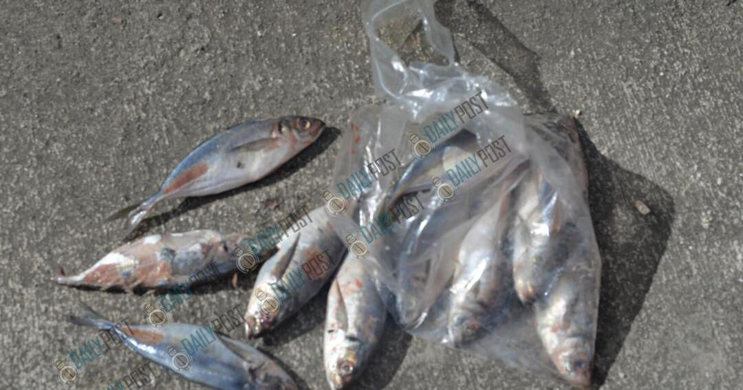 Foul-smelling fish triggers customer complaint | News | dailypost.vu