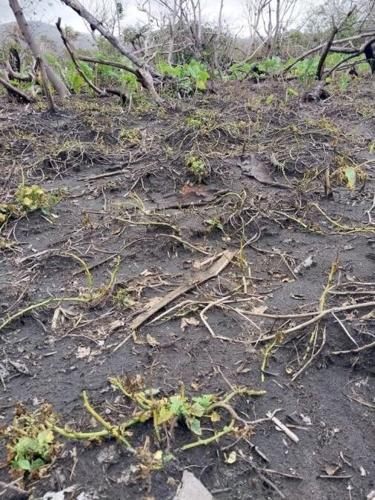 Volcanic ashfall dry rations already on Tanna for distribution | News ...