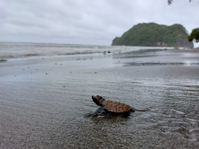 New Vanuatu Sea Turtle Review Proposes Key Conservation Recommendations ...