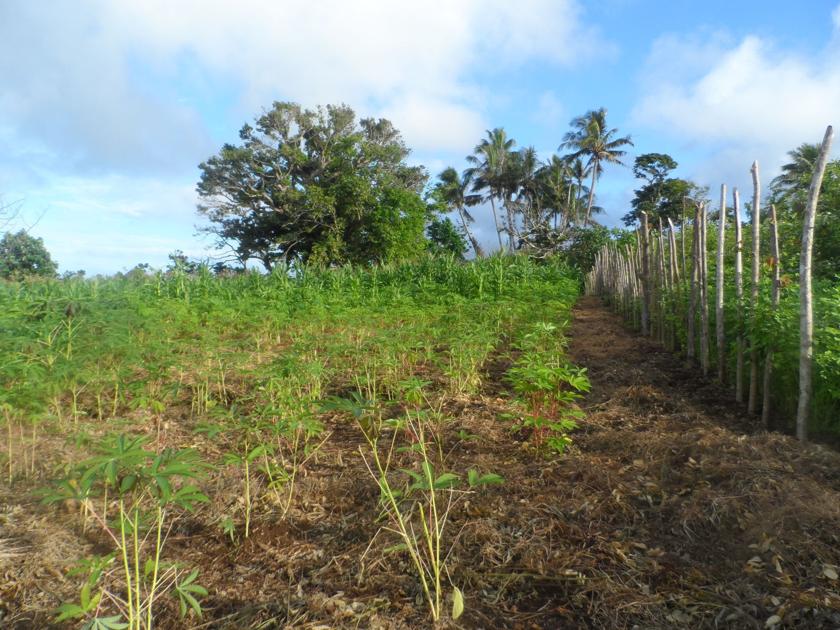 Vanuatu agriculture company to expand manioc investments | News ...