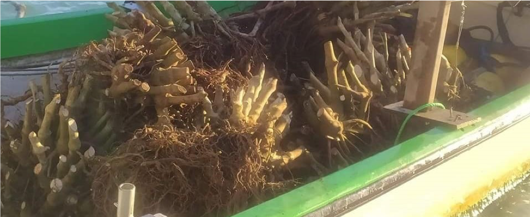 Kava Quality Begins at the Farm | News | dailypost.vu