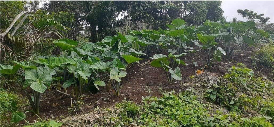 South Malekula Farmer targets 100,000 Fiji Taro | News | dailypost.vu