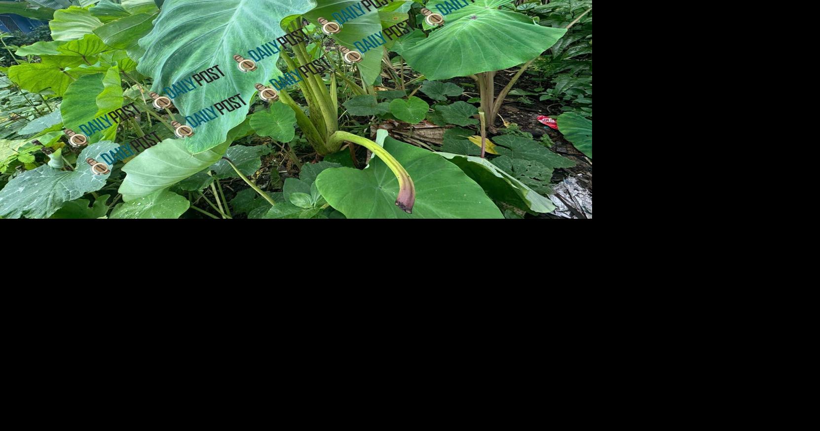 50,000 taro target for SANMA by 2026 | News | dailypost.vu