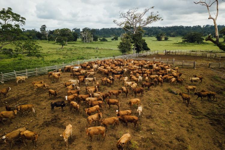 Teouma Group sets sights on top-quality beef for export | News ...