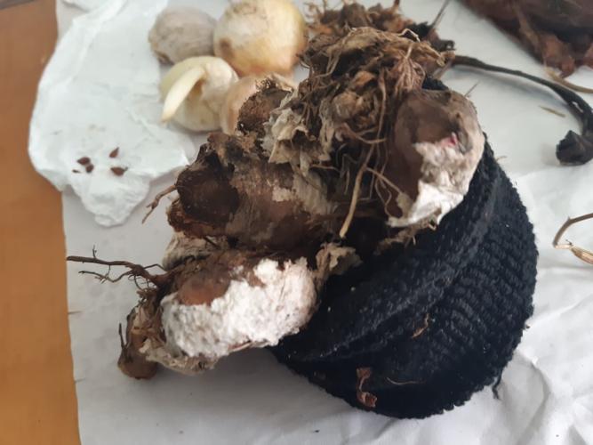 Illegal Plants Smuggled from Australia | News | dailypost.vu