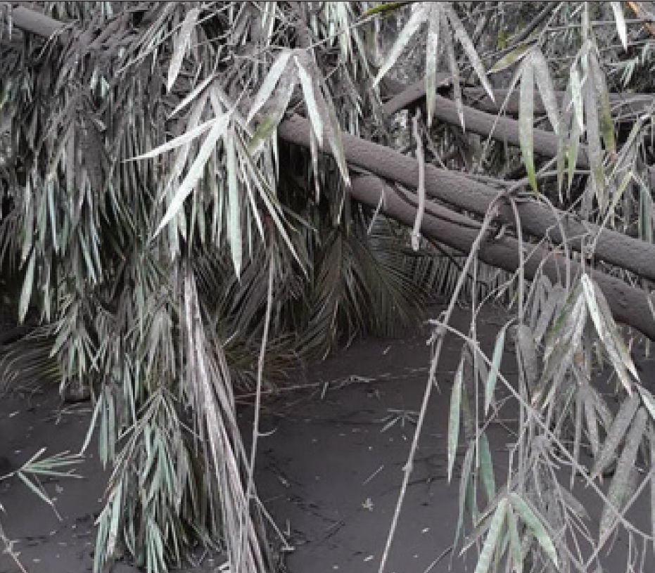 Ash Fall Destruction on North Ambae | News | dailypost.vu