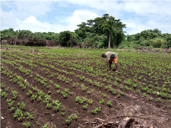 Building A Stronger Economy | News | dailypost.vu