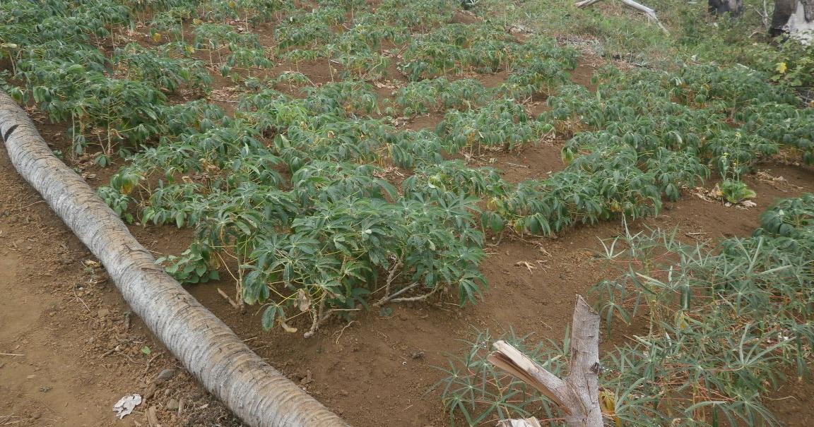 Agriculture Department advances awareness on drought-resilient crops ...