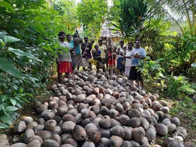 SPC, ITC Launch Initiative to Boost Kava and Coconut Industries in ...