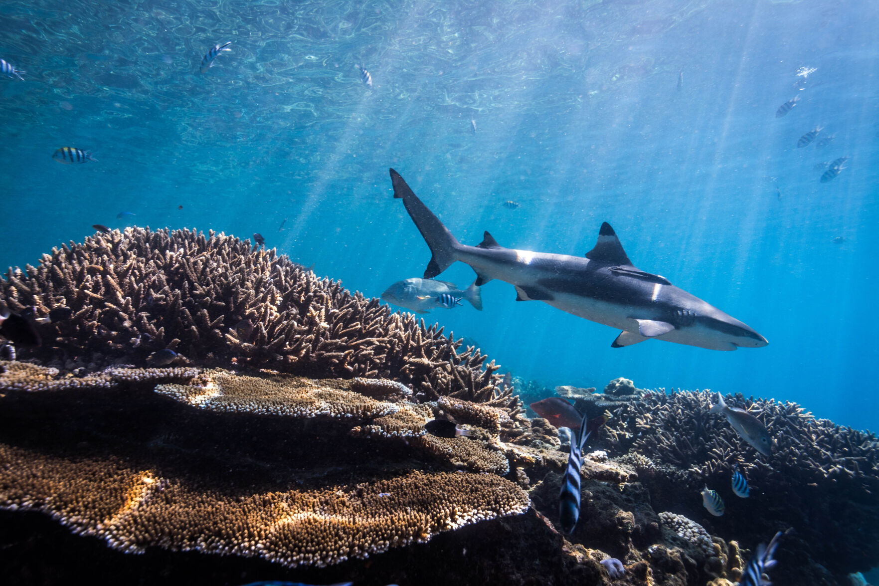 Why we need sharks in Vanuatu waters | News | dailypost.vu