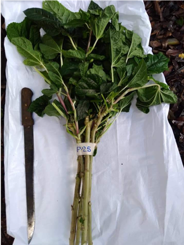 Preserving Genetic Diversity of Root and Tuber Crops in Vanuatu | News ...