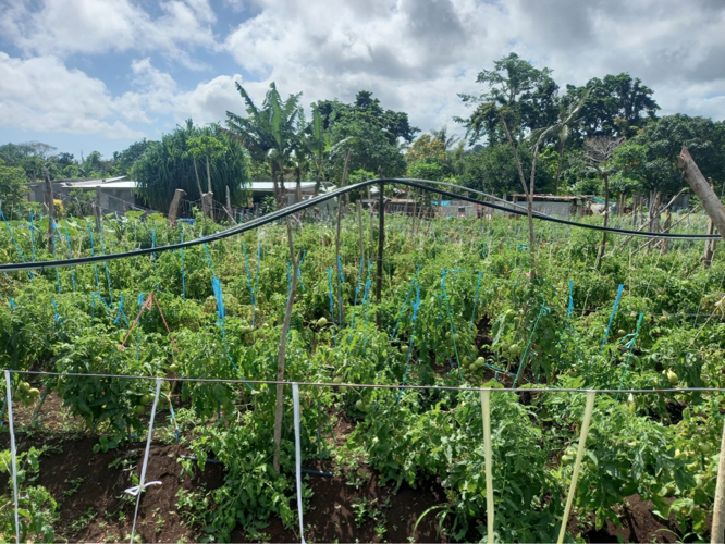 Bethel Farm: Revolutionising Tomato Farming for Self-Reliance and ...