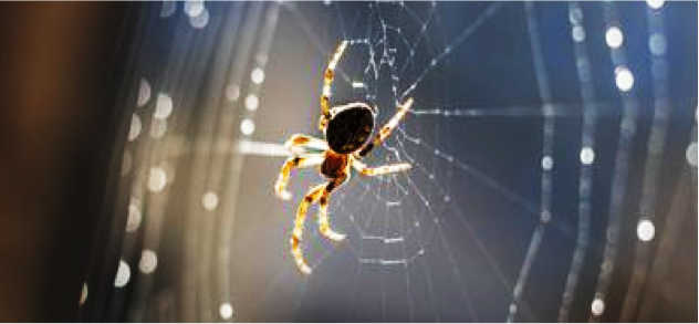 Web of Confusion: Jobs, Money, and Economy | Features | dailypost.vu