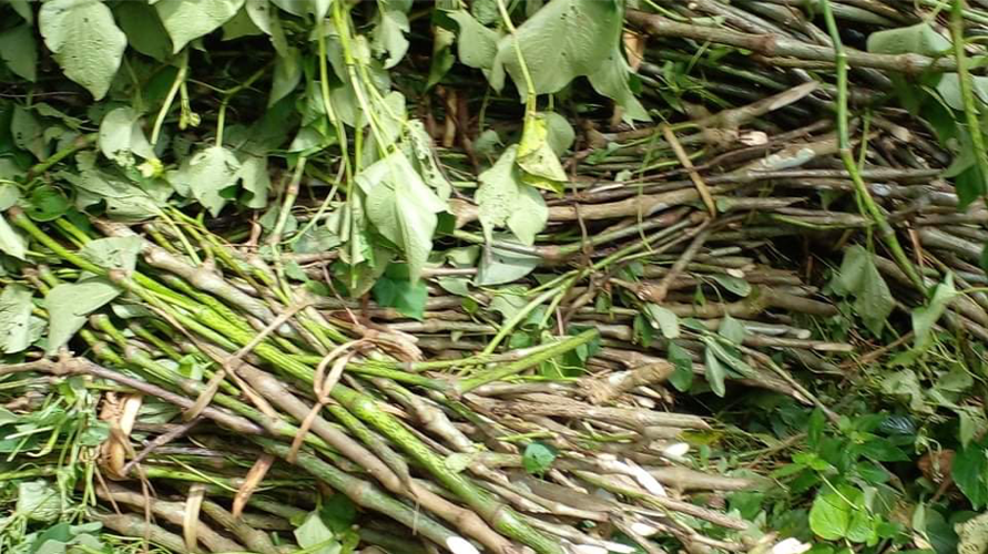 Free Kava Planting Materials for East Santo Farmers | News | dailypost.vu